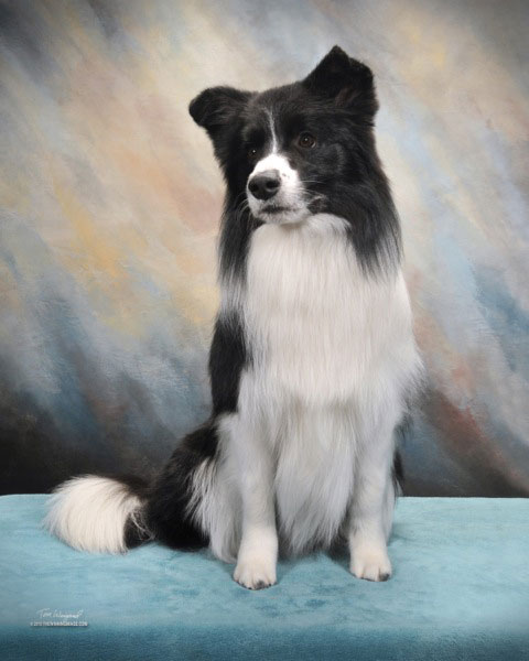 Rising Star Border Collies -- Dallas