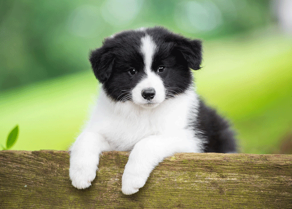 Rising Star Border Collies -- Nori